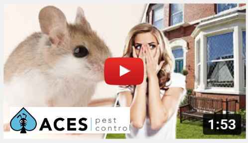 Field Mouse | ACES pest control